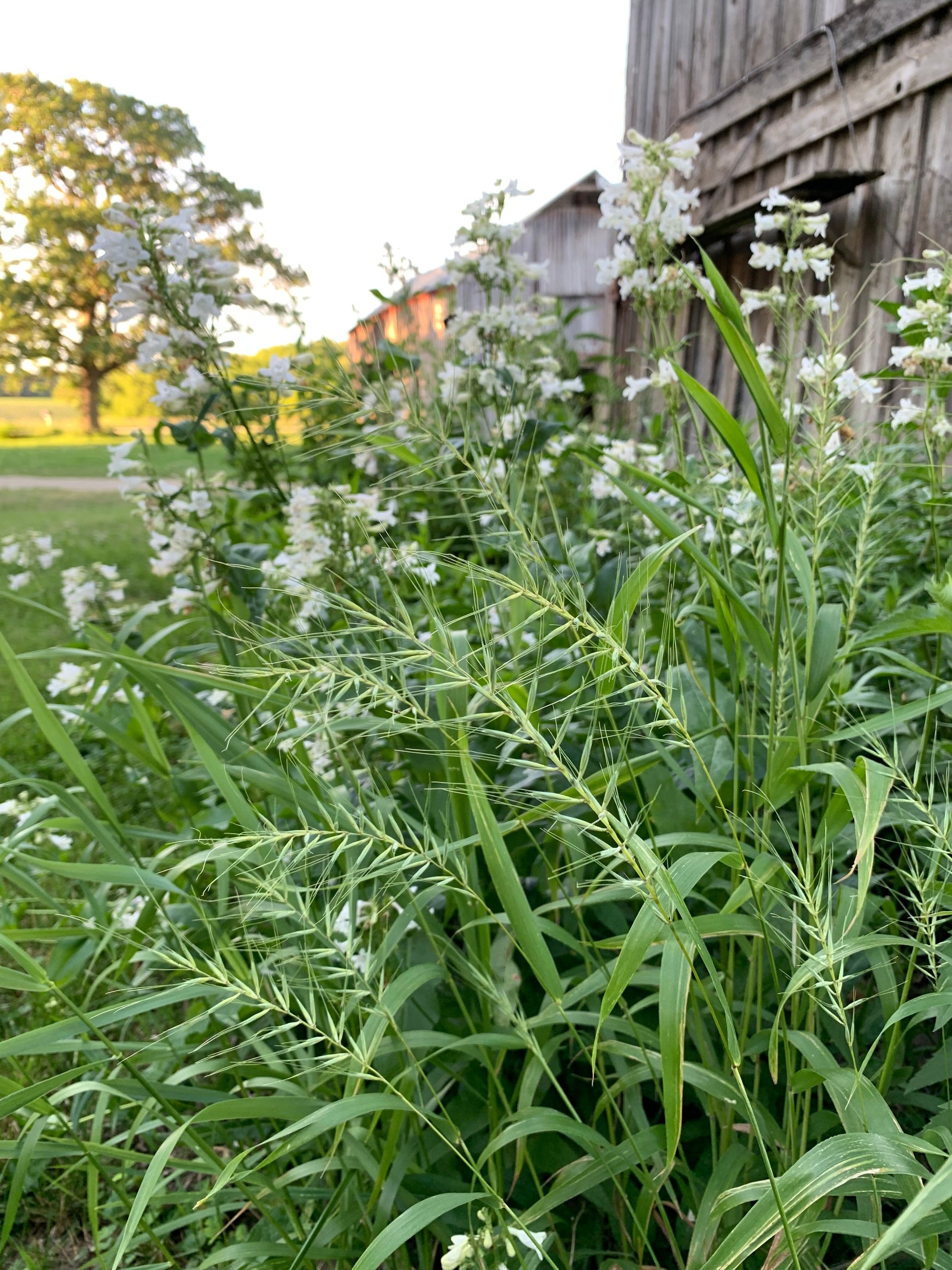 Elymus Hystrix